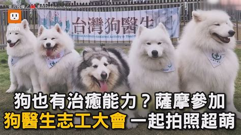 狗也有治癒能力？薩摩參加狗醫生志工大會一起拍合照 畫面超萌｜可愛動物｜療癒 Dobbyisfree1205 Youtube