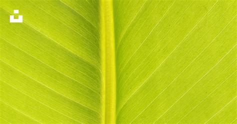 Foto Hoja Verde En La Fotografía De Primer Plano Imagen Verde Gratis