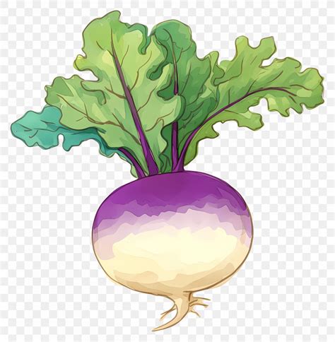 Turnip Fresh Beetroot With Leaves Png 3988x4076px Turnip Beetroot Fresh Garden Healthy