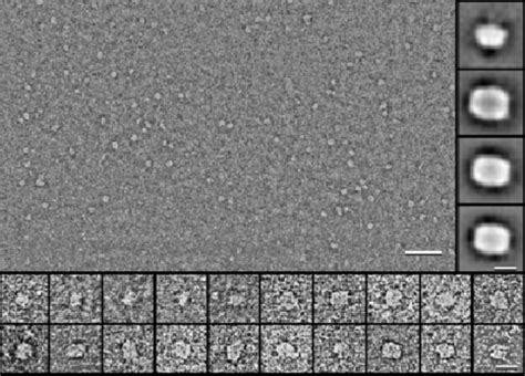 Structural Analysis Of Soluble Secyeg Electron Microscopy Of