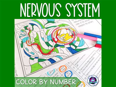Nervous System Review Activity Colour By Number Teaching Resources