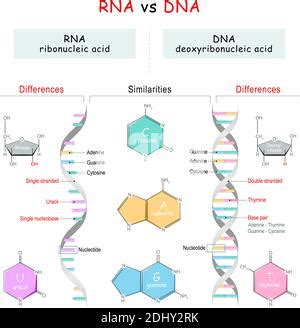 Infografía ADN y ARN espiral Estructura del ácido ribonucleico vs