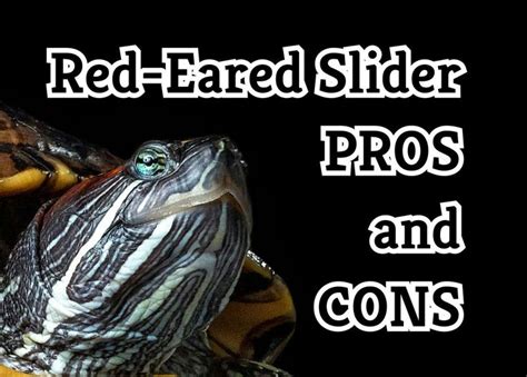 Understanding Red Eared Slider Turtles 9 Essential Facts 2024