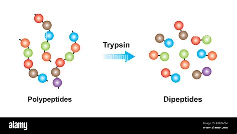 Wissenschaftliche Entwicklung Des Trypsin Enzym Effekts Auf Das