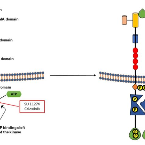 Egfr Structure And Activation A Ecd Of Egfr Consists Of Four