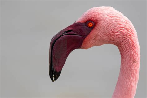 Lesser Flamingo Phoeniconaias Minor Lifestyle Diet And More