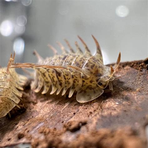 Cuzcodinella Alejandroi R Isopods