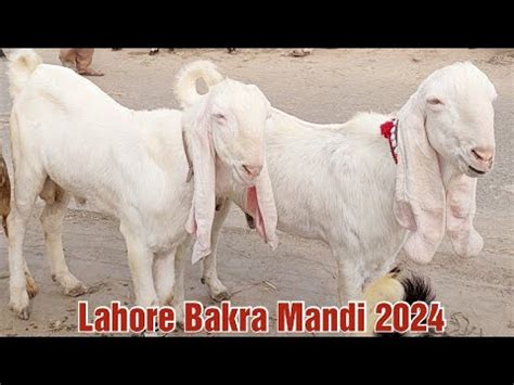 Desi Bakre Mundra Chatre Makhi China Bakre Kato Mall Lahore