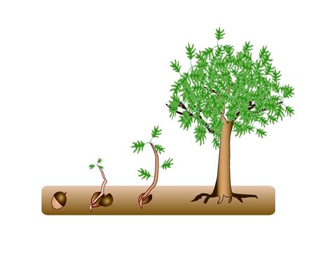 Tree Seeds Clipart Clipground