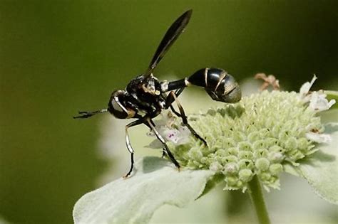 Genus Physocephala Physoconops Brachyrhynchus Bugguide Net