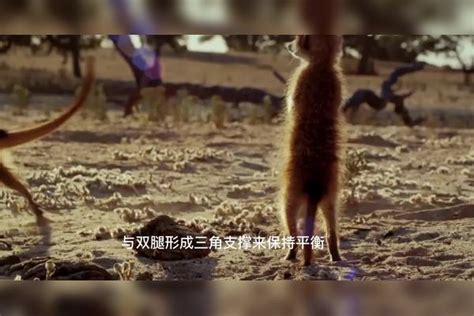 把蝎子当零食的猫鼬却被一只鸟耍的团团转猫鼬零食蝎子
