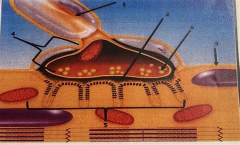 Neuromuscular Junction Flashcards Quizlet