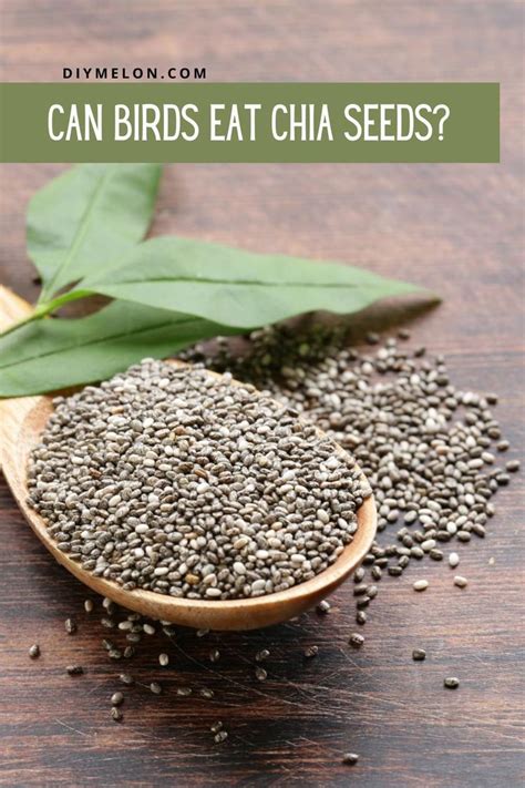 Can Birds Eat Chia Seeds Eating Chia Seeds Chia Seeds Chia