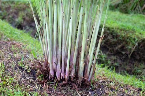 Premium Photo Lemongrass Clump In The Garden