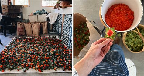 Natural Dye Cultivation Series Safflower — Farm And Folk
