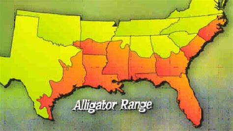 Northern Range Of Alligator