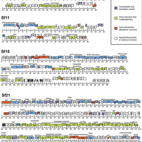 Genome Maps Of Representative Isolates Simplified Representations Of