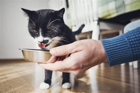 ¿los Gatos Eligen A Sus Dueños ¿mito O Realidad