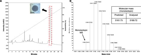 Purification And Identification Of Ursoricin A Purification Of Download Scientific Diagram