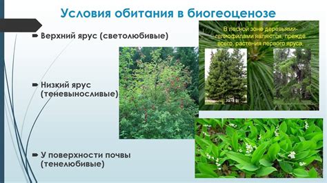 Совместная жизнь организмов в природном сообществе презентация онлайн