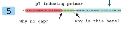 Phylogenetics Why Do Nebnext Indexing Primers Have Sequence Between