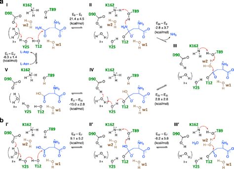 Schematic Representation Of The Intermediate Steps In The Catalysis Of Download Scientific