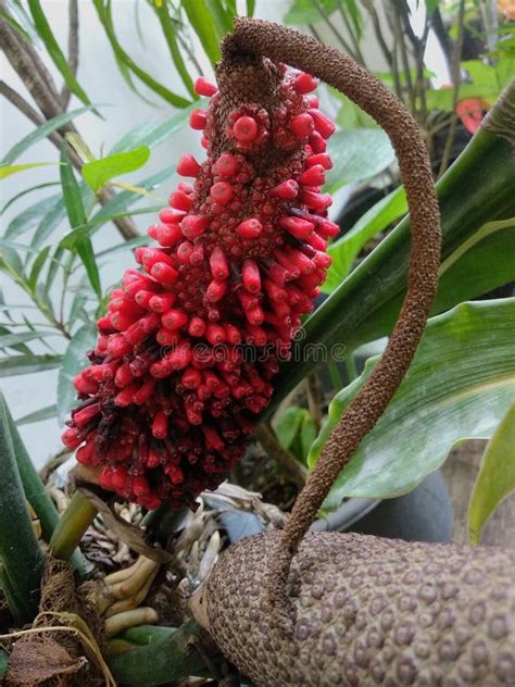 The Red Wave Love Flower Stock Image Image Of Flower 293510083