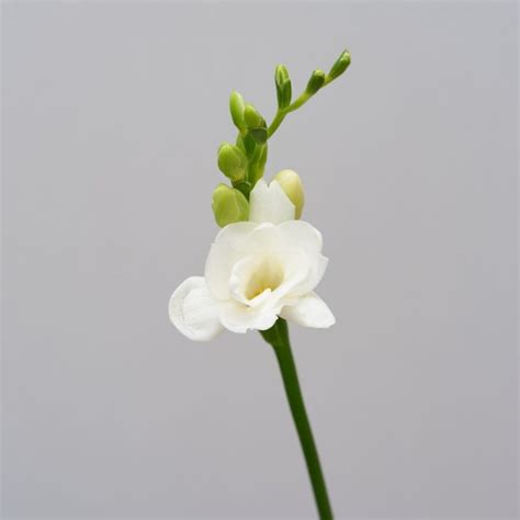 Белая фрезия - present-simple.by