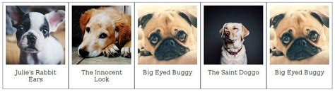 How To Make A Polaroid Photo Gallery In Html And Css By Kunal Frontend Shortcut Medium