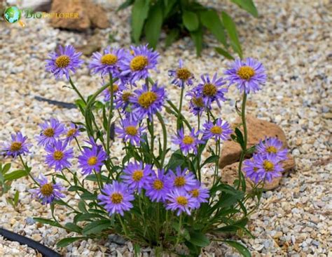 Aromatic Aster Flower Symphyotrichum Oblonolium Desert Flower
