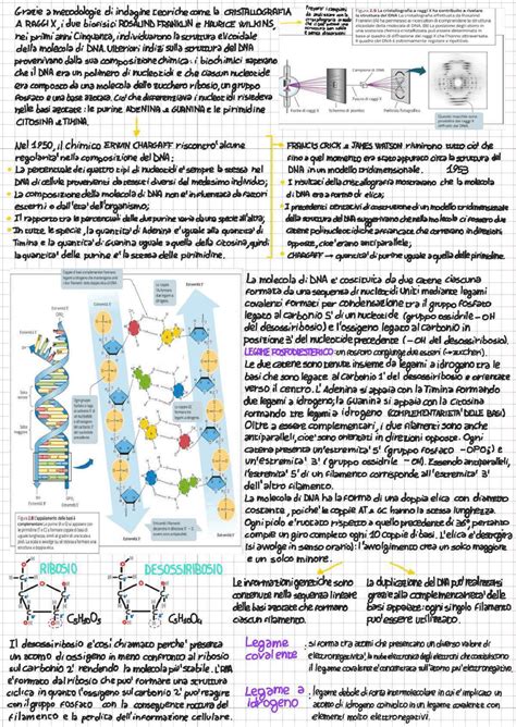 Dna Duplicazione Trascrizione Traduzione Mutazioni Schemi E Mappe