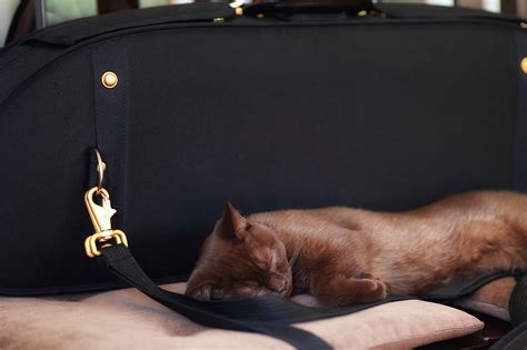英国短毛猫 猫 小猫 Pixabay上的免费照片