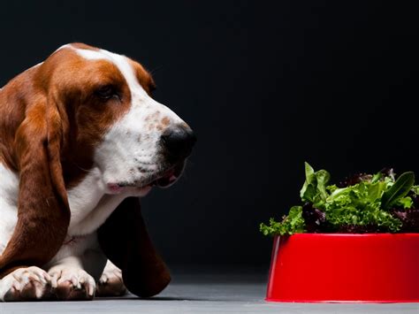 Can Dogs Eat Lettuce Spot®