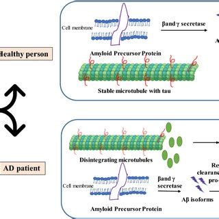 The Analysis Of CSF Sample Of Healthy Person And AD Patient Here A Download Scientific