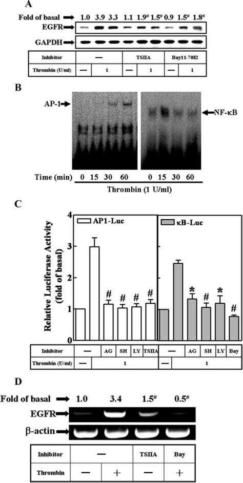 Involvement Of Ap 1 And Nf B In Thrombin Induced Egfr Expression A Download Scientific