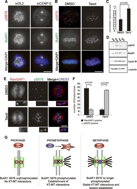 Tension Sensitive Plk1 Phosphorylation On Bubr1 Regulates The Stability