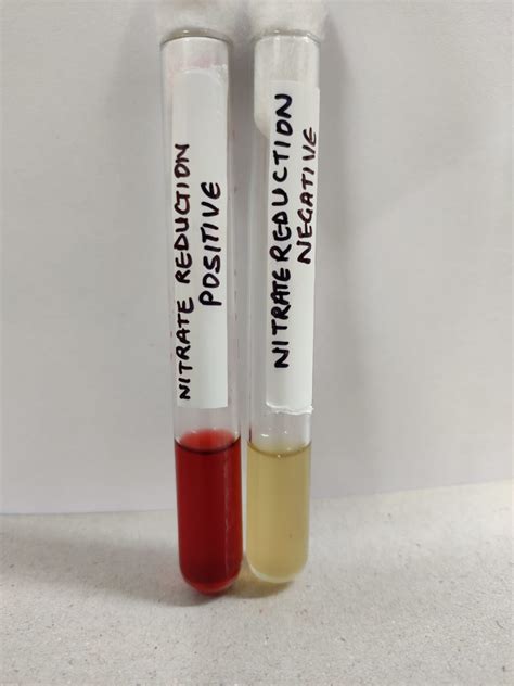 Nitrate Reduction Test E Coli Nitrate Reduction Test E Coli