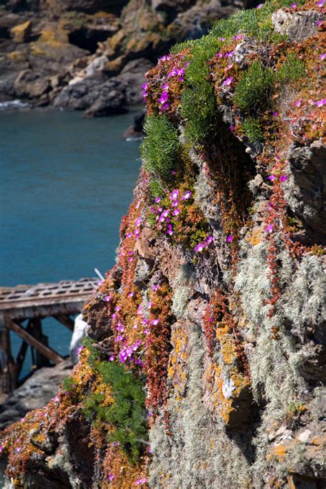 Lizard Cliff Flora Cornwall Guide Images