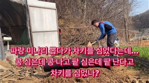 작물 키울 준비중인 밭감자 오이 토란이웃집은 뭘 심었을까 Youtube