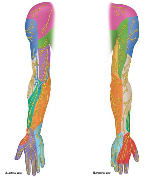 Ue Peripheral Nerve Distribution Diagram Quizlet
