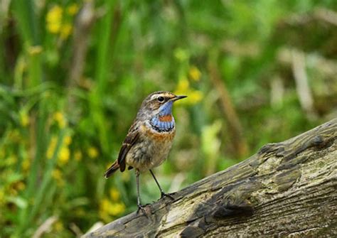 手賀沼 オガワコマドリ 関東界隈の野鳥達