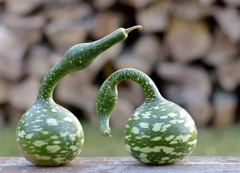 Types Of Gourd Vegetables