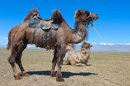 Siberia - Wikipedia