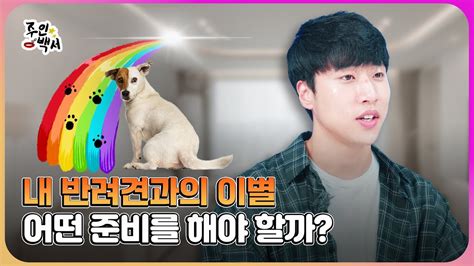 [주인백서] 반려견이 무지개다리를 건넜을 때 해야 할 것들 Youtube