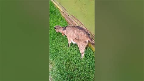 ზაანურის და ალპურის ნაჯვარი თხა Youtube