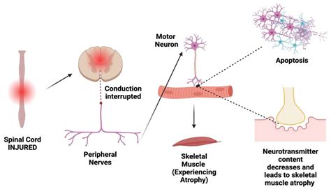 Motor Neurons Diagram
