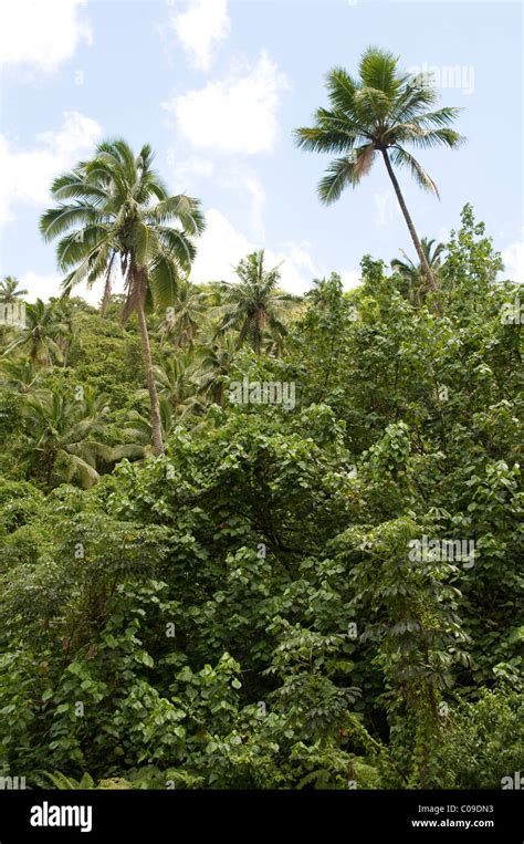 Coconuts Topping The Tropical Rainforest Of Rarotonga Cook Islands