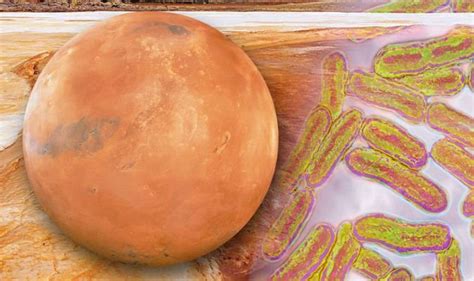 Life On Mars NASA Believes Bacteria Could THRIVE In Red Planets Brine Science News