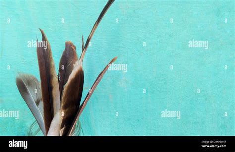 Close Up Of Eagle Feather On Blue Background Eagle Feather Background