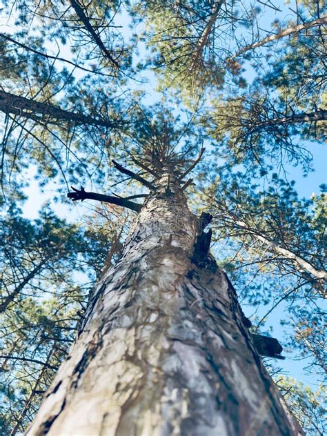 Tree Trunk Shot From Below On A Blue Sky Background With Trees Stock